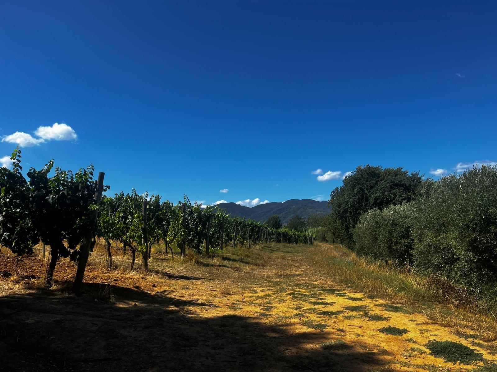 Our 2025 Andrea Bocelli and Tuscany tour | Tripsmiths